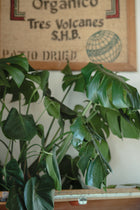 Caffeina Coffee Roasting Boise
